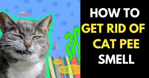 How to Get Rid of Cat Pee Smell: Step By Step Guide - StylePersuit