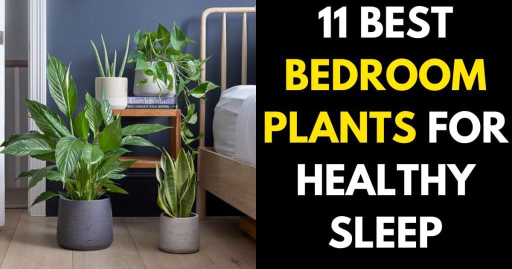 Plants in Bedroom: 11 Best Bedroom Plants for a Healthier Space ...