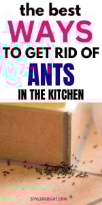 How to Get Rid of Ants in the Kitchen - StylePersuit