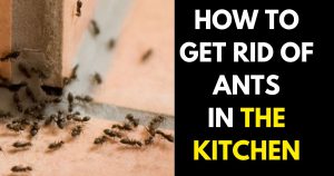 How to Get Rid of Ants in the Kitchen - StylePersuit