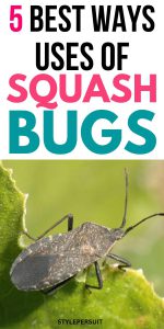 How to Get Rid of Squash Bugs Naturally - StylePersuit