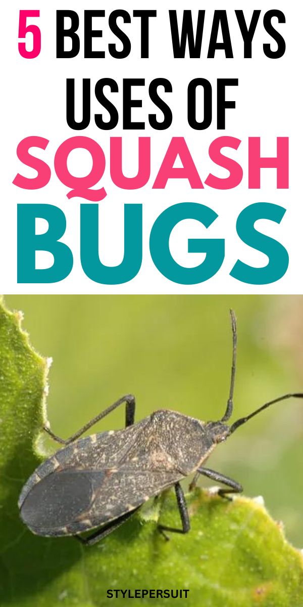 How to Get Rid of Squash Bugs Naturally - StylePersuit