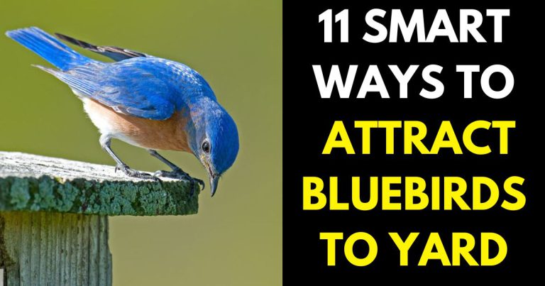 How to Attract Bluebirds to Your Yard: 11 Tips That Work - StylePersuit