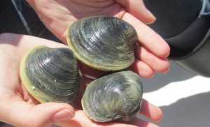 How To Clean Clams The Best Way - StylePersuit