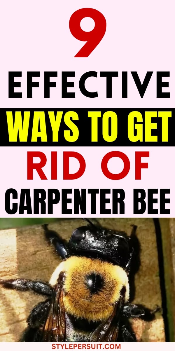 How to Get Rid of Carpenter Bees: 9 Best Ways - StylePersuit