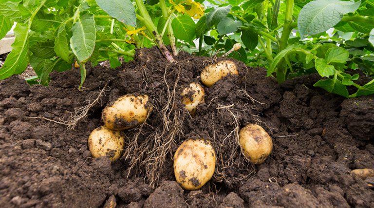 How to Grow Potatoes: The Complete Guide - StylePersuit