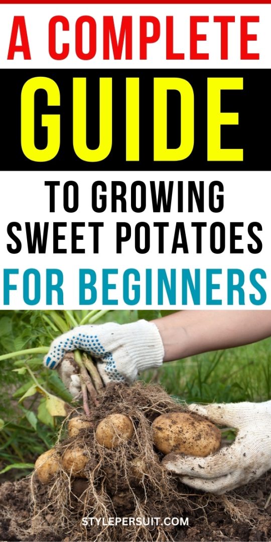 How To Grow Potatoes The Complete Guide Stylepersuit
