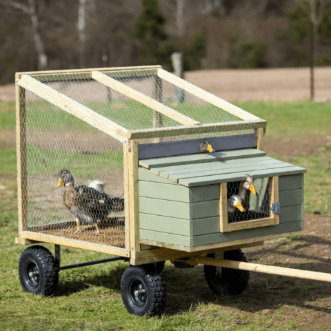 How to Build a Comfortable Duck House + Duck Coop Ideas - StylePersuit