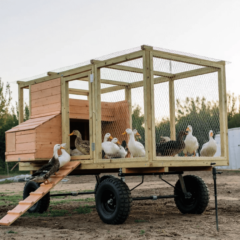 How to Build a Comfortable Duck House + Duck Coop Ideas - StylePersuit