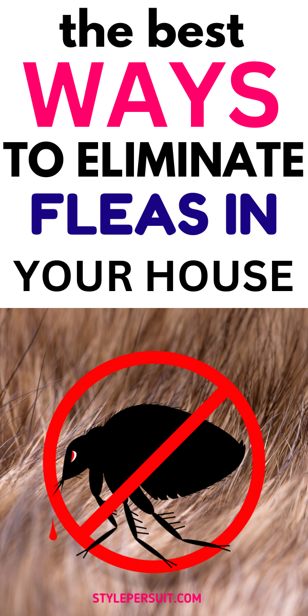 How I Finally Got Rid of Fleas in the House (After Weeks of Itching ...